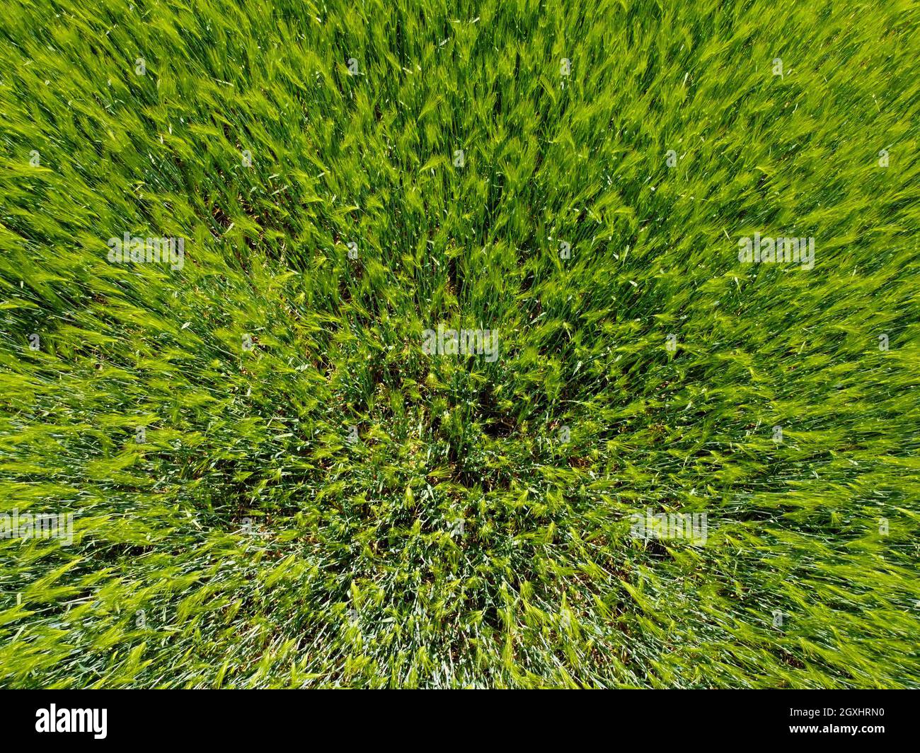Aerial view of an agricultural field with grain planted in spring in ...