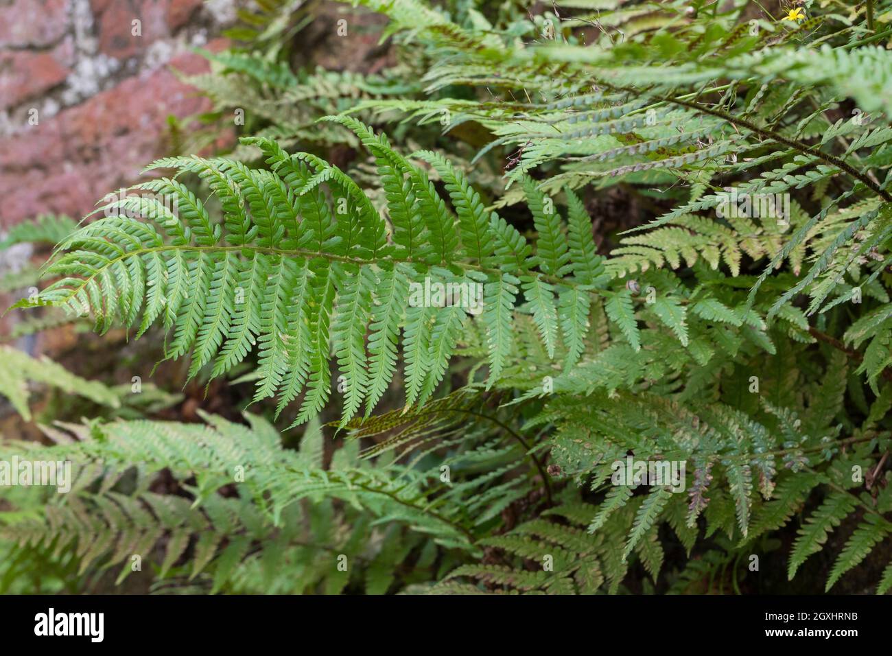 Echter Farn High Resolution Stock Photography and Images - Alamy