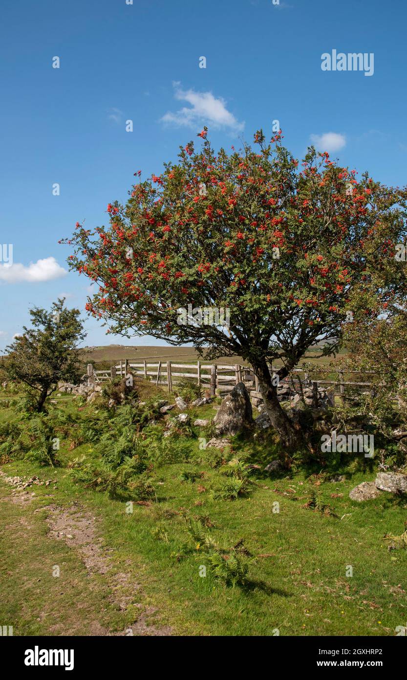 Wiggin tree hi-res stock photography and images - Alamy