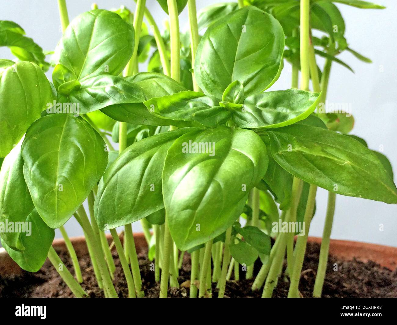 basil in a flower pot Stock Photo - Alamy