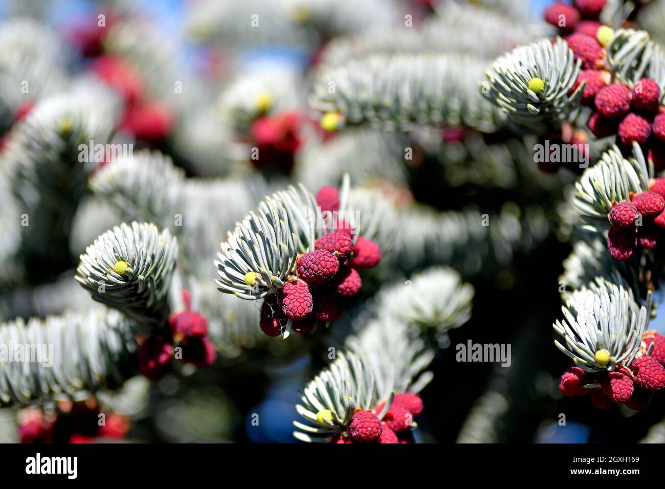 spruce with flower buds and young growing spruce cone Stock Photo - Alamy