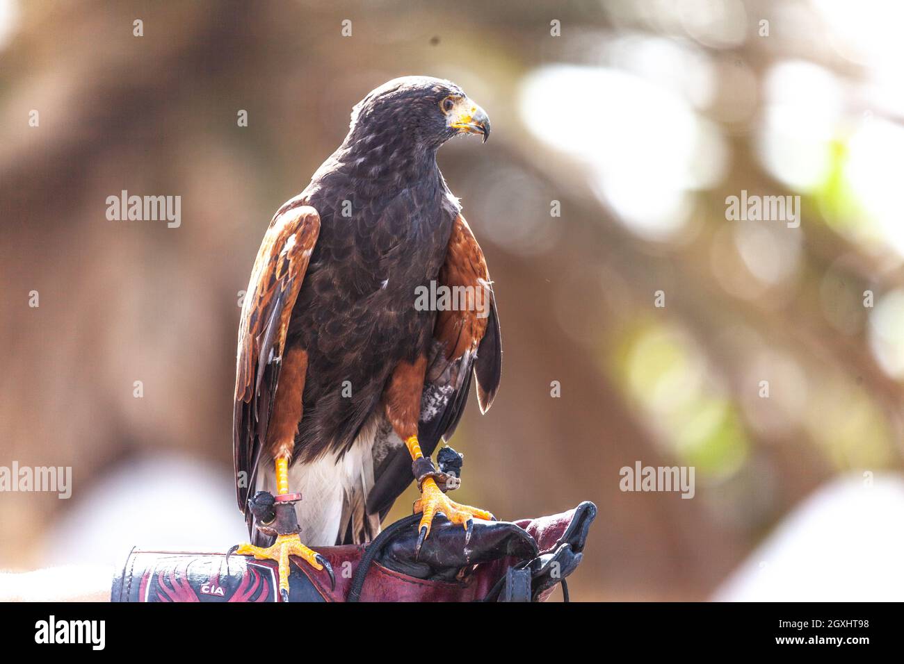 eagle standing on the hand of a hunter Stock Photo - Alamy