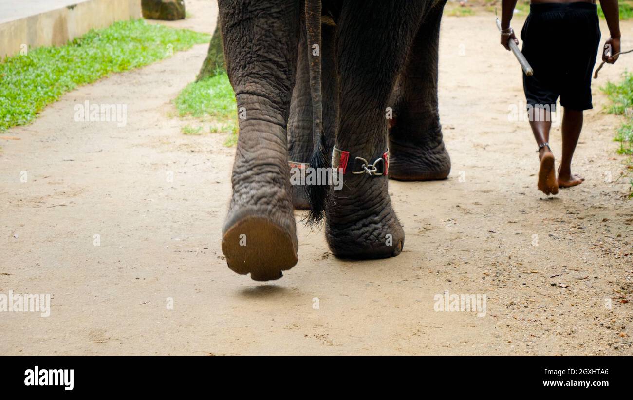 Photo of locked and chained elephant walking with his man owner on road ...