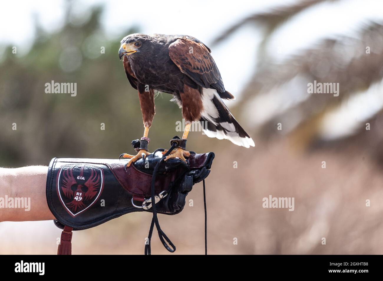 eagle standing on the hand of a hunter Stock Photo - Alamy