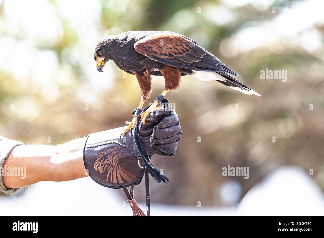eagle standing on the hand of a hunter Stock Photo - Alamy