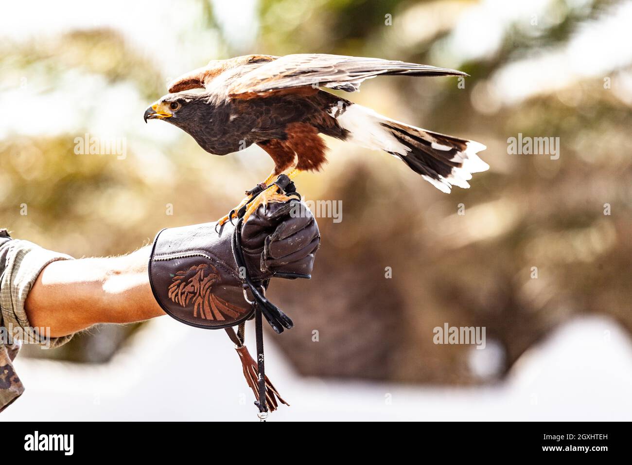 eagle standing on the hand of a hunter Stock Photo - Alamy