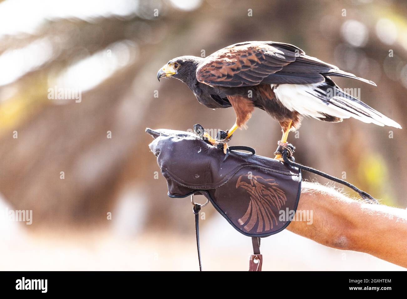 eagle standing on the hand of a hunter Stock Photo - Alamy