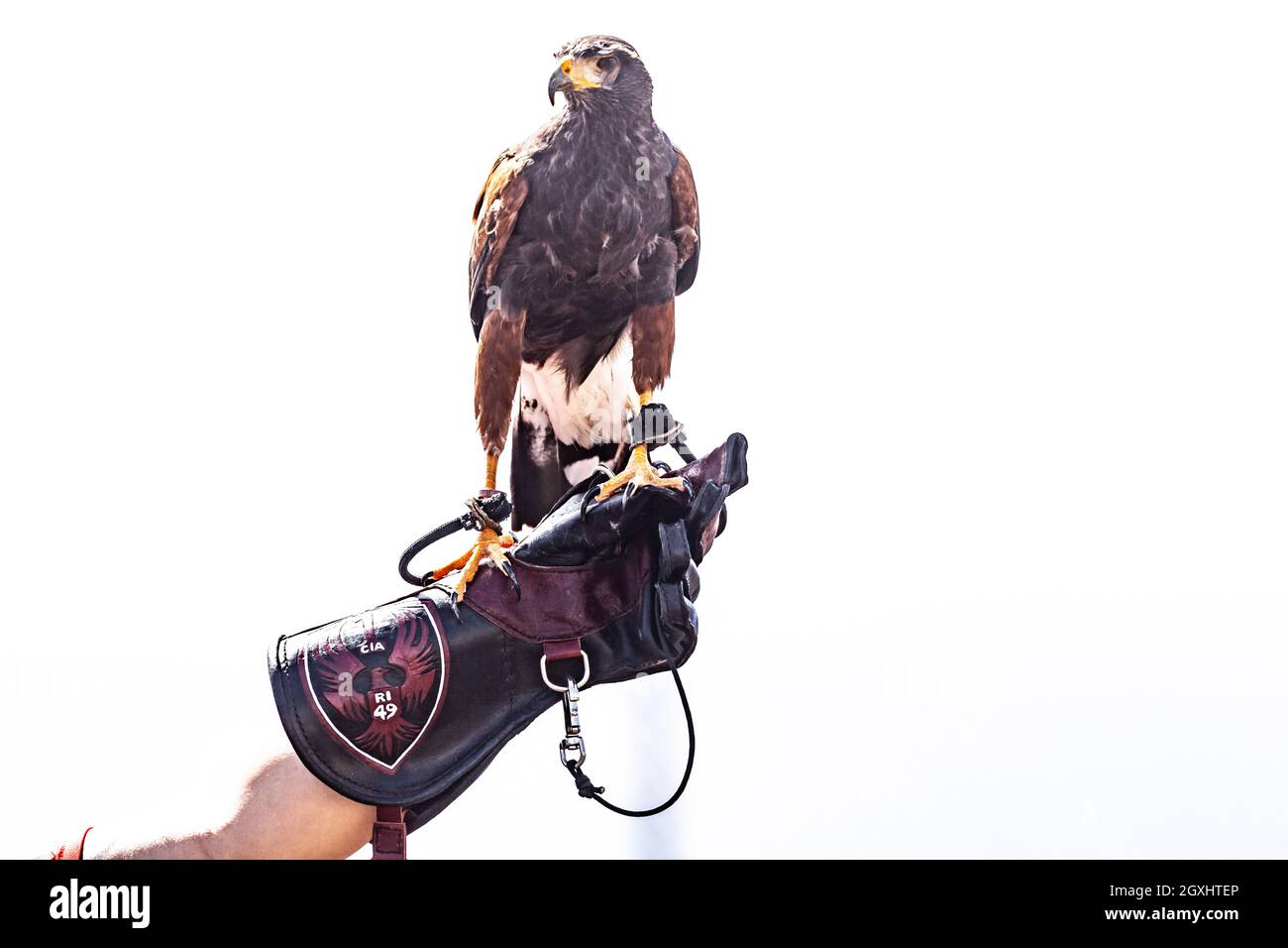 eagle standing on the hand of a hunter Stock Photo - Alamy
