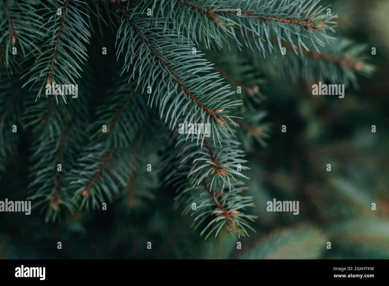 Fluffy branches of a fir-tree. Christmas wallpaper or postcard concept ...