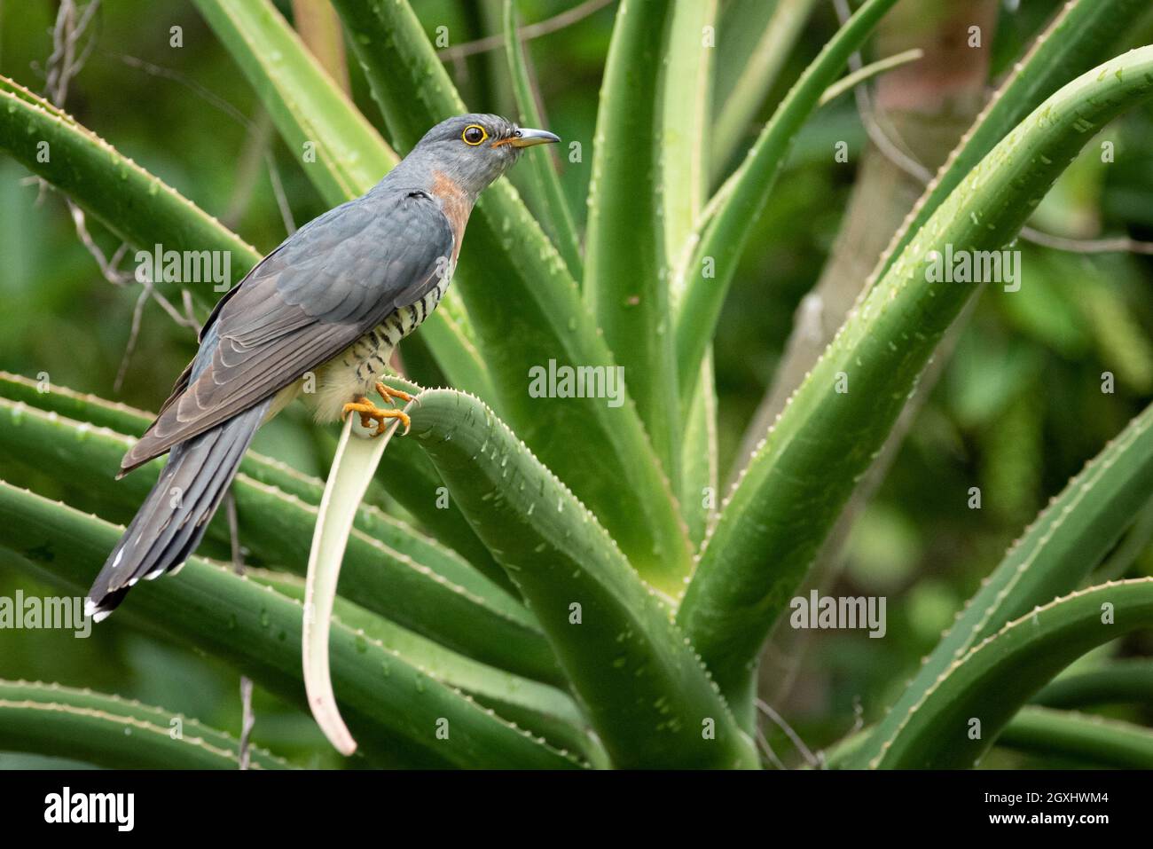 Red-chested Cuckoo, Cuculus solitarius, in Grahamstown/Makhanda ...