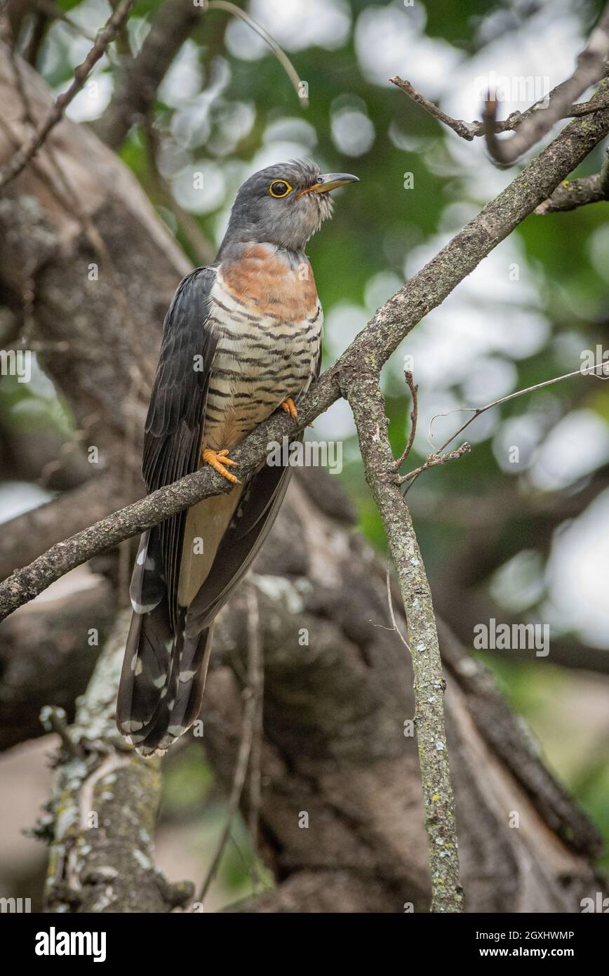 Red-chested Cuckoo, Cuculus solitarius, in Grahamstown/Makhanda ...
