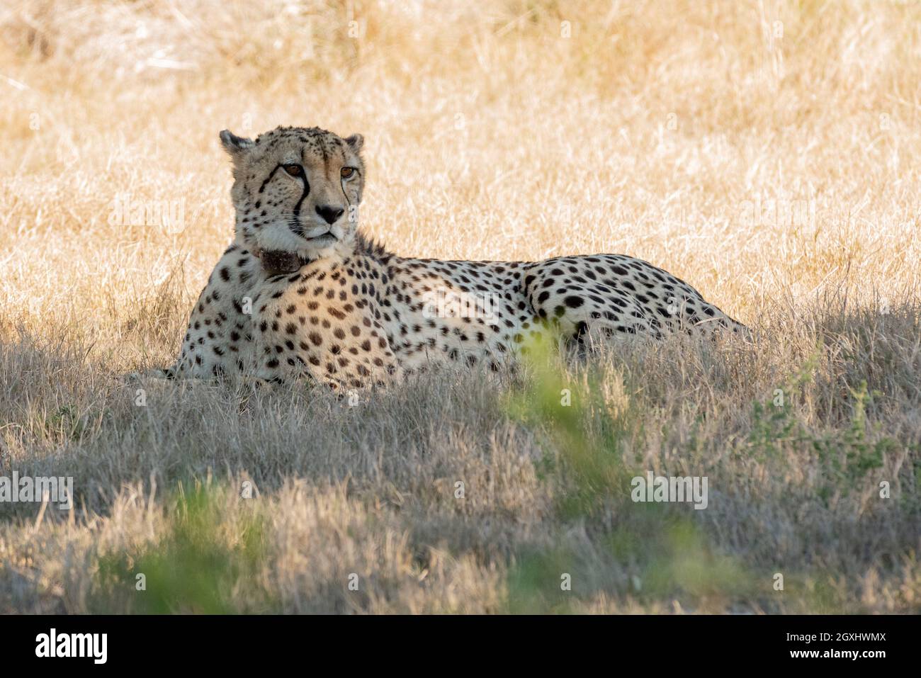 Cheetah, Acinonyx jubatus, with radio tracking collar, in a private ...