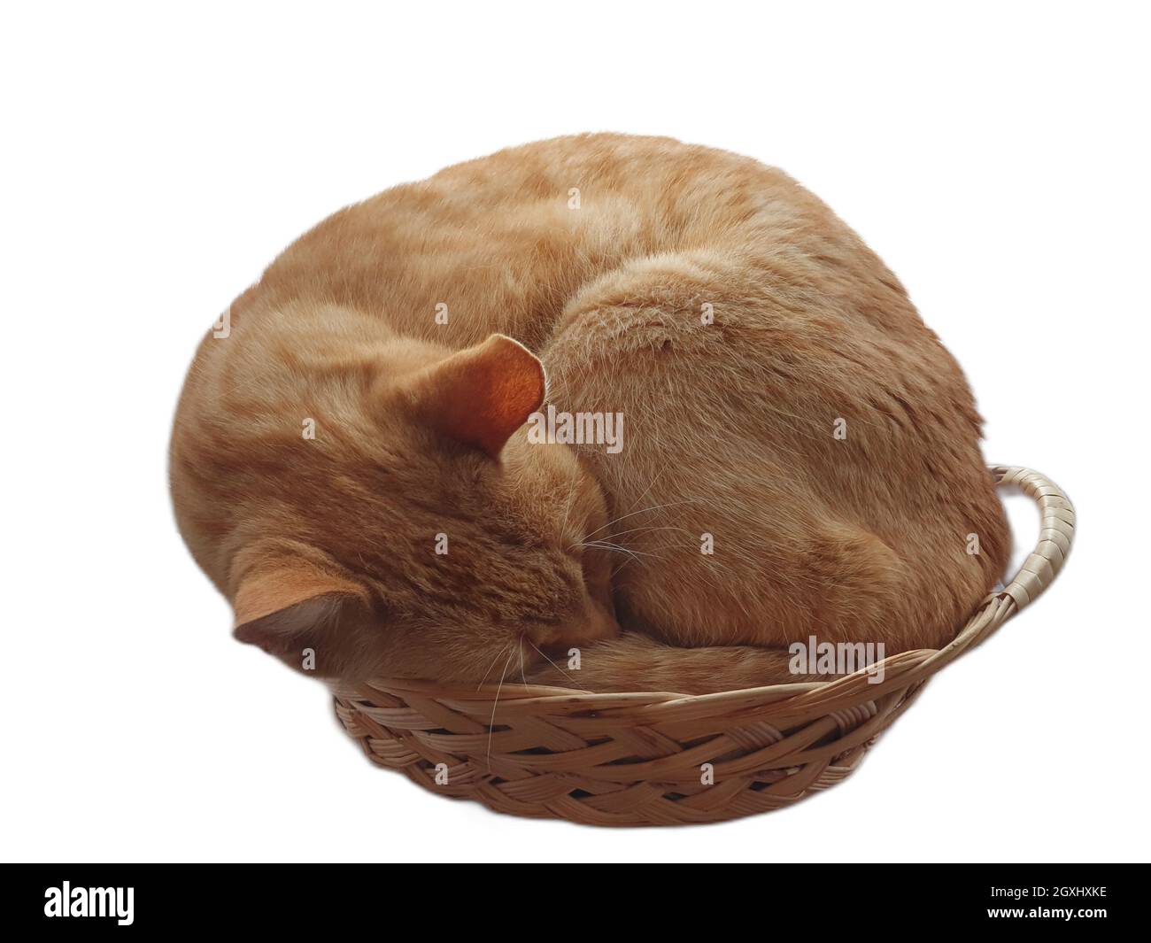 Ginger sleeping cat Cut Out Stock Images & Pictures - Alamy