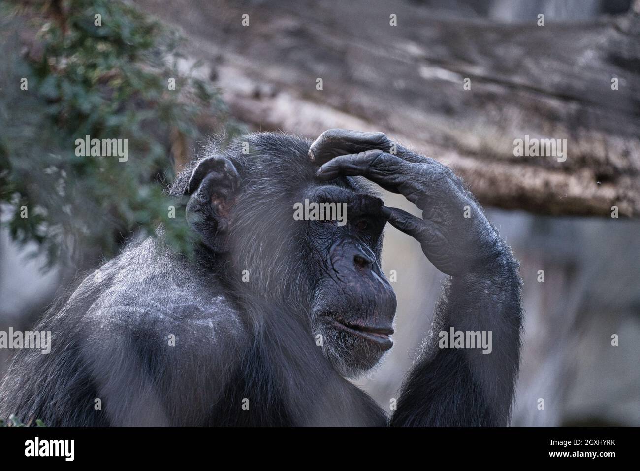 Monkey scratching head hi-res stock photography and images - Alamy