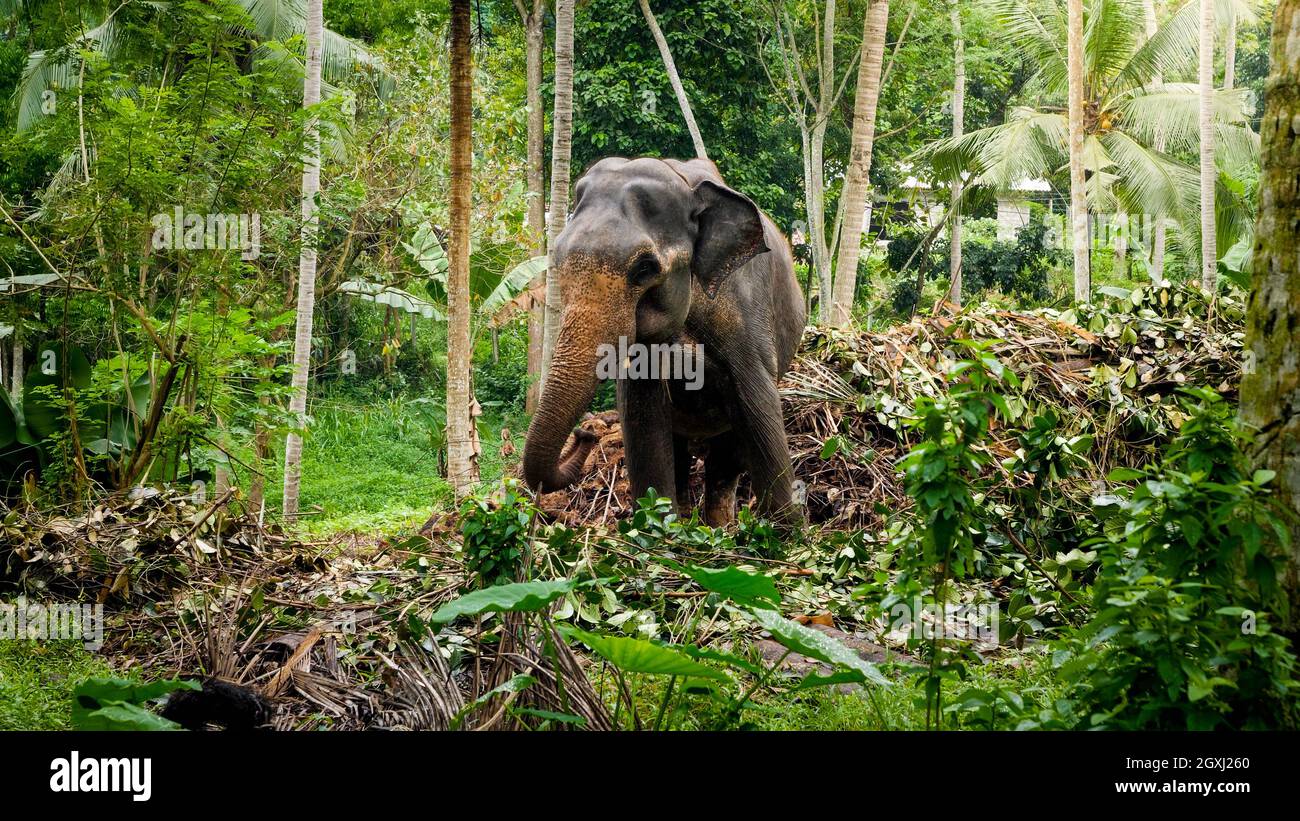 Beautiful indian elephant in wildlife on tropical island Stock Photo ...