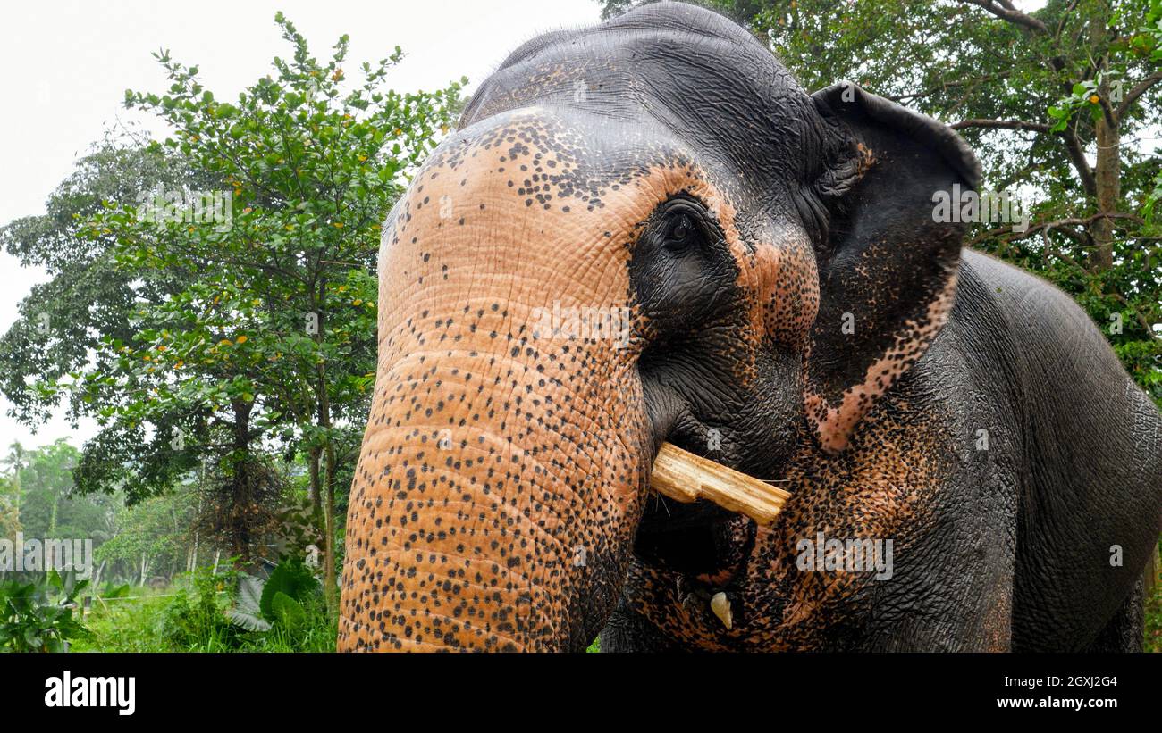 Indian elephant eating sweet sugar cane in tropical jungle forest Stock ...