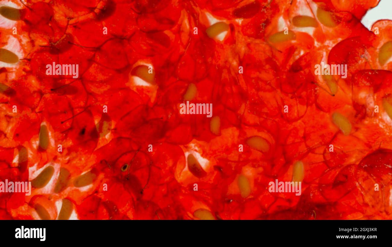 Abstract photo of red sweet juice, pulp and seeds from squeezed and ...