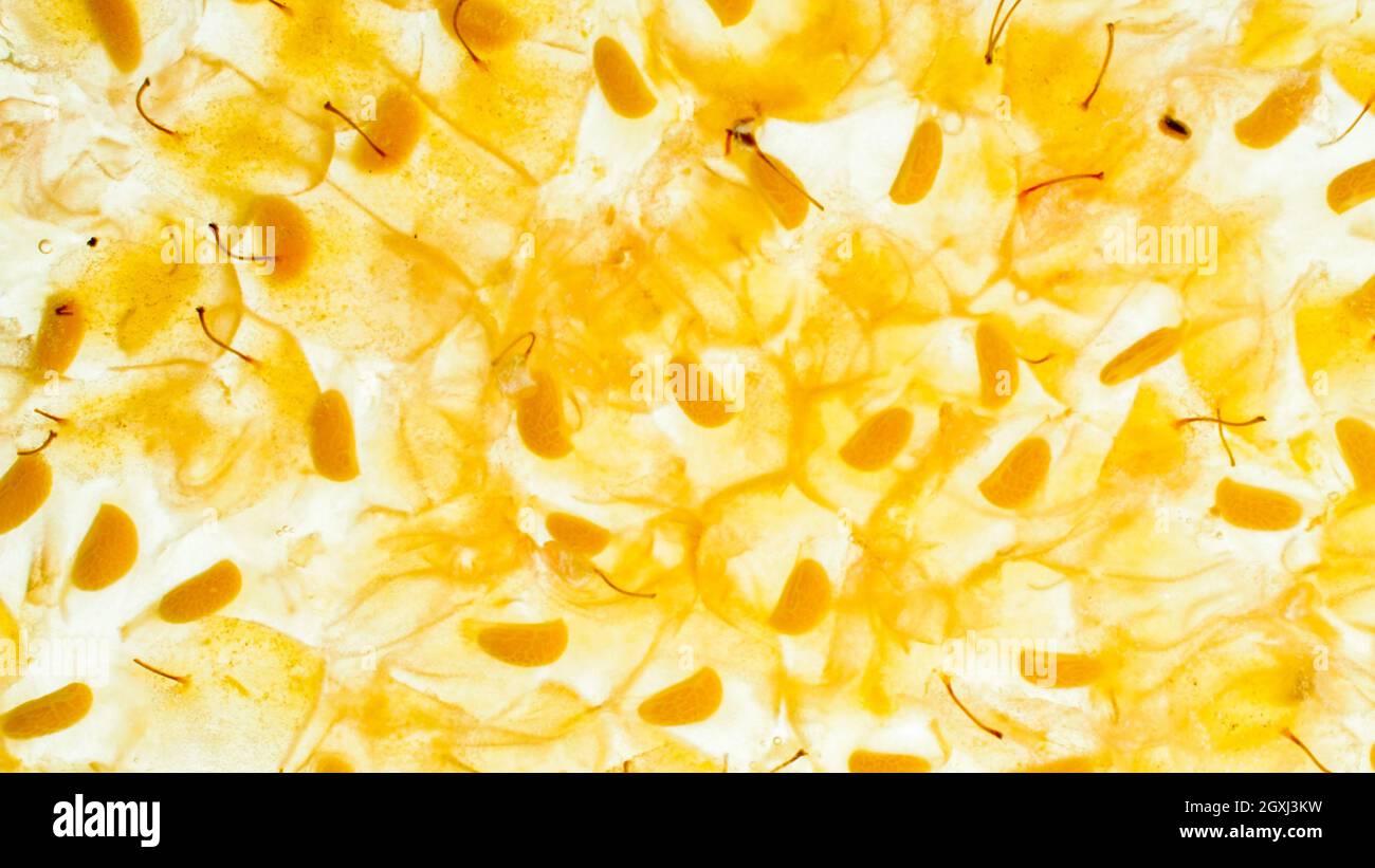 Closeup abstract photo of seeds, juice and pulp of crushed yellow ...