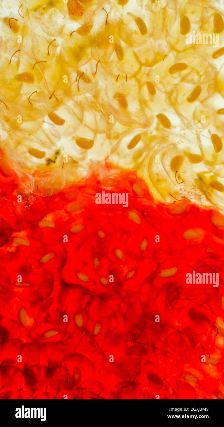 Macro abstract image of red and yellow mashed berries. Concept of ...