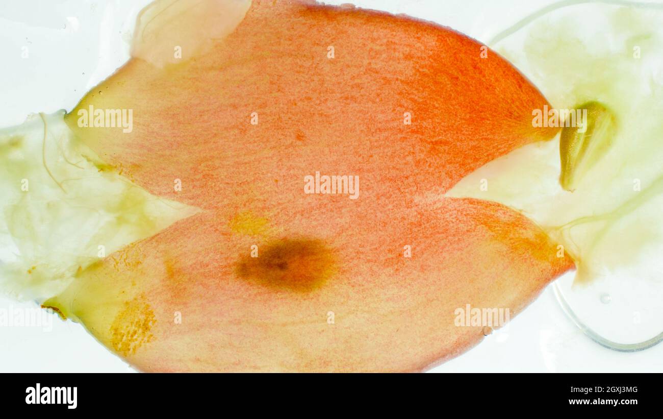 Closeup image of mashed, squeezed or crushed rip grape over white ...