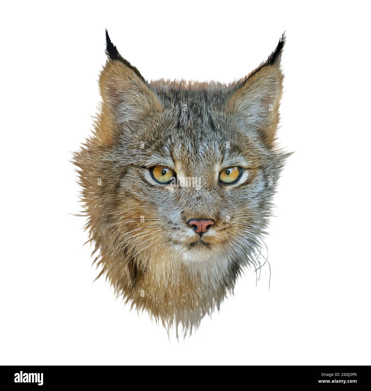 Illustration of lynx hi-res stock photography and images - Alamy