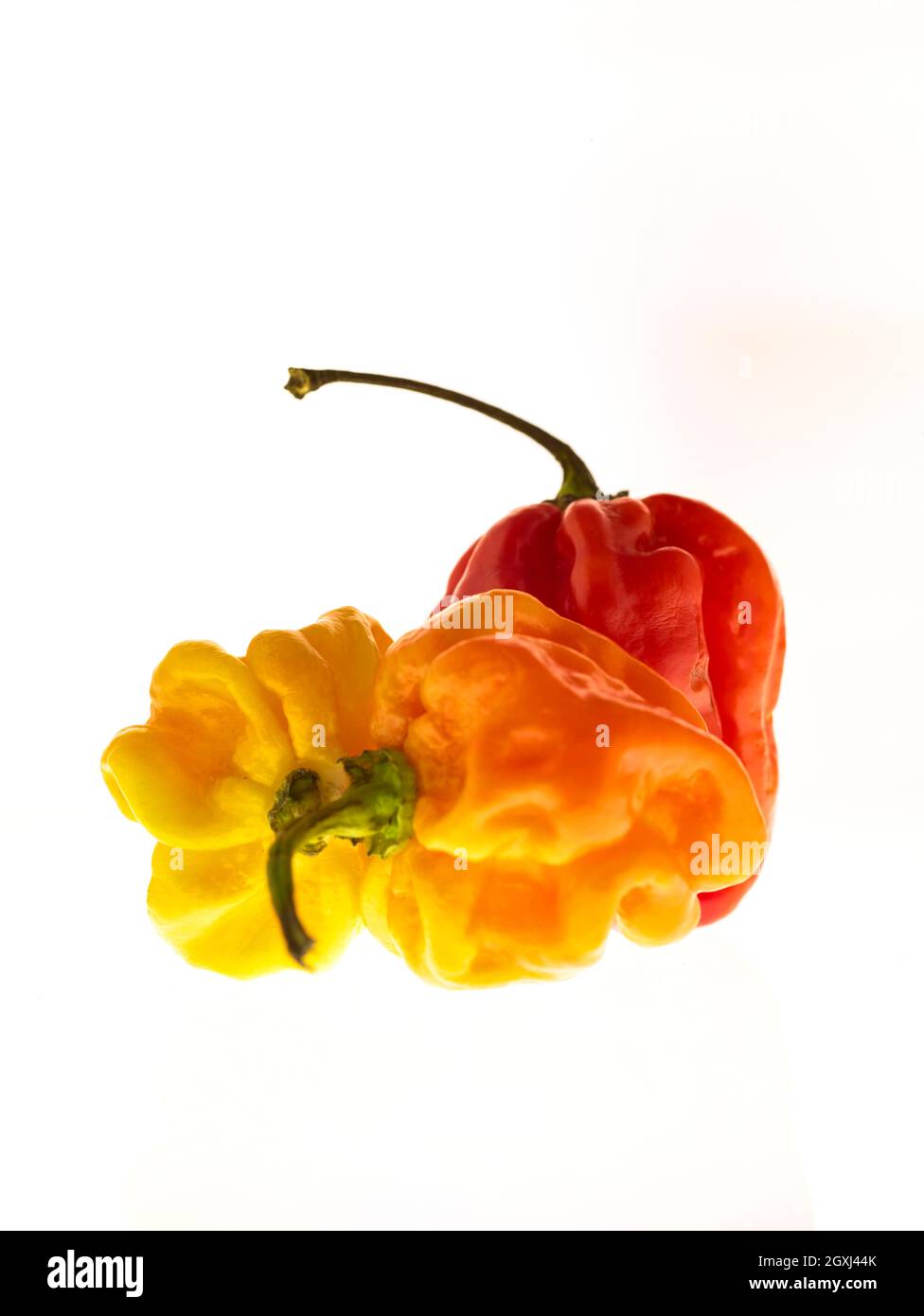 High resolution food ingredient still-life of Scotch Bonnet Peppers, on ...