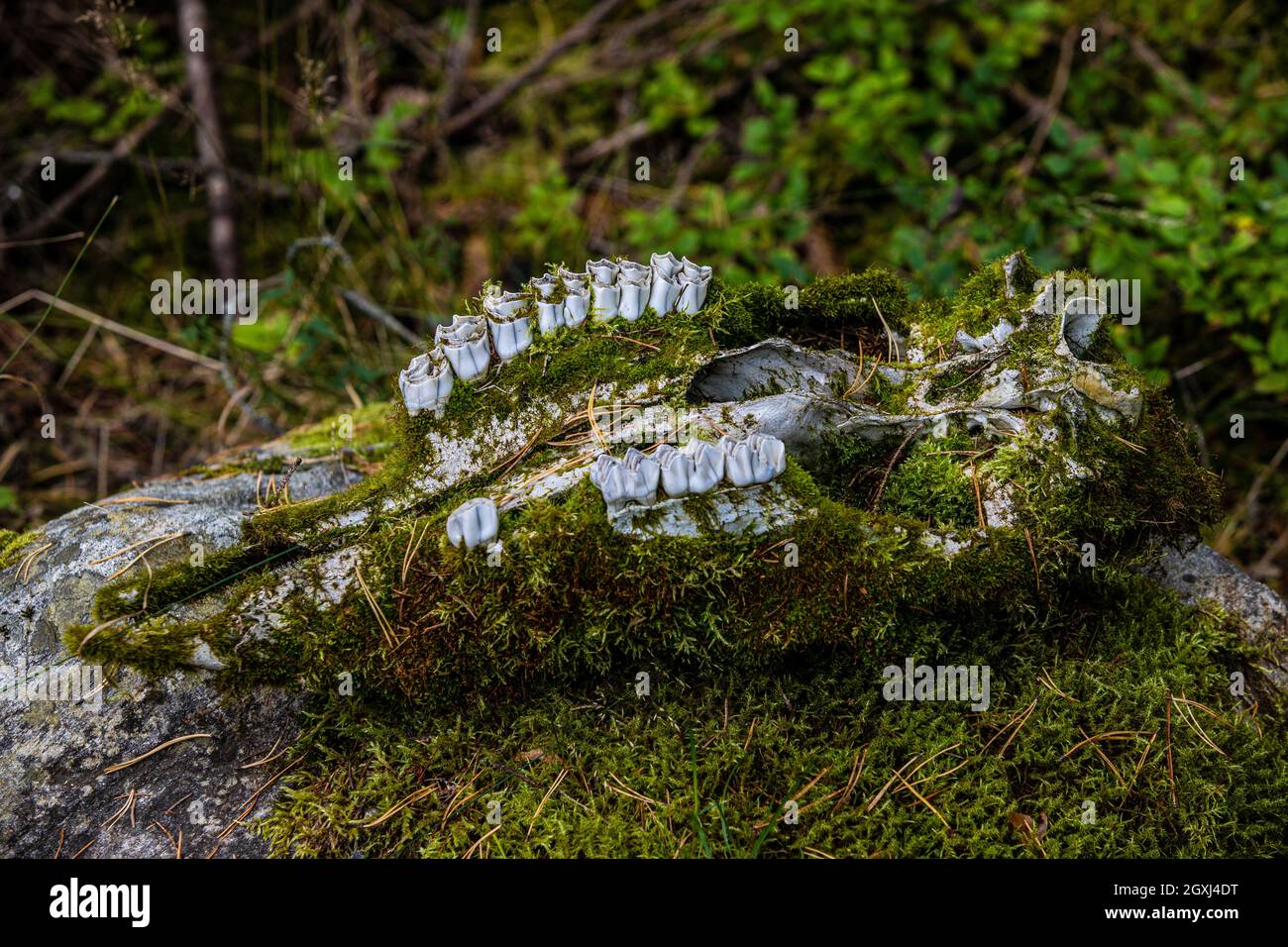 lower jaw of a moose in moss Stock Photo - Alamy