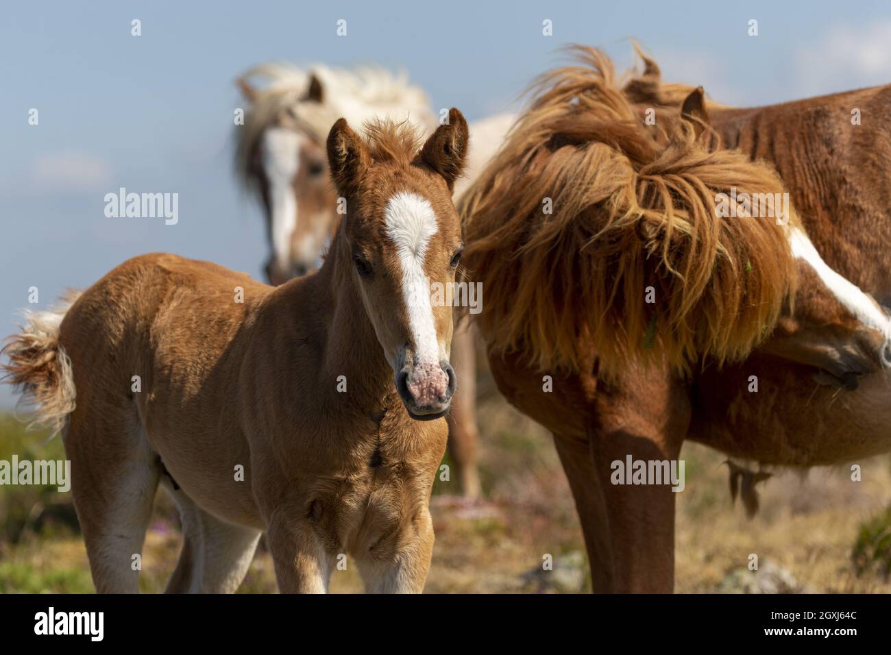 Wild welsh ponies pony Carneddau Snowdonia Wales Europe Stock Photo - Alamy