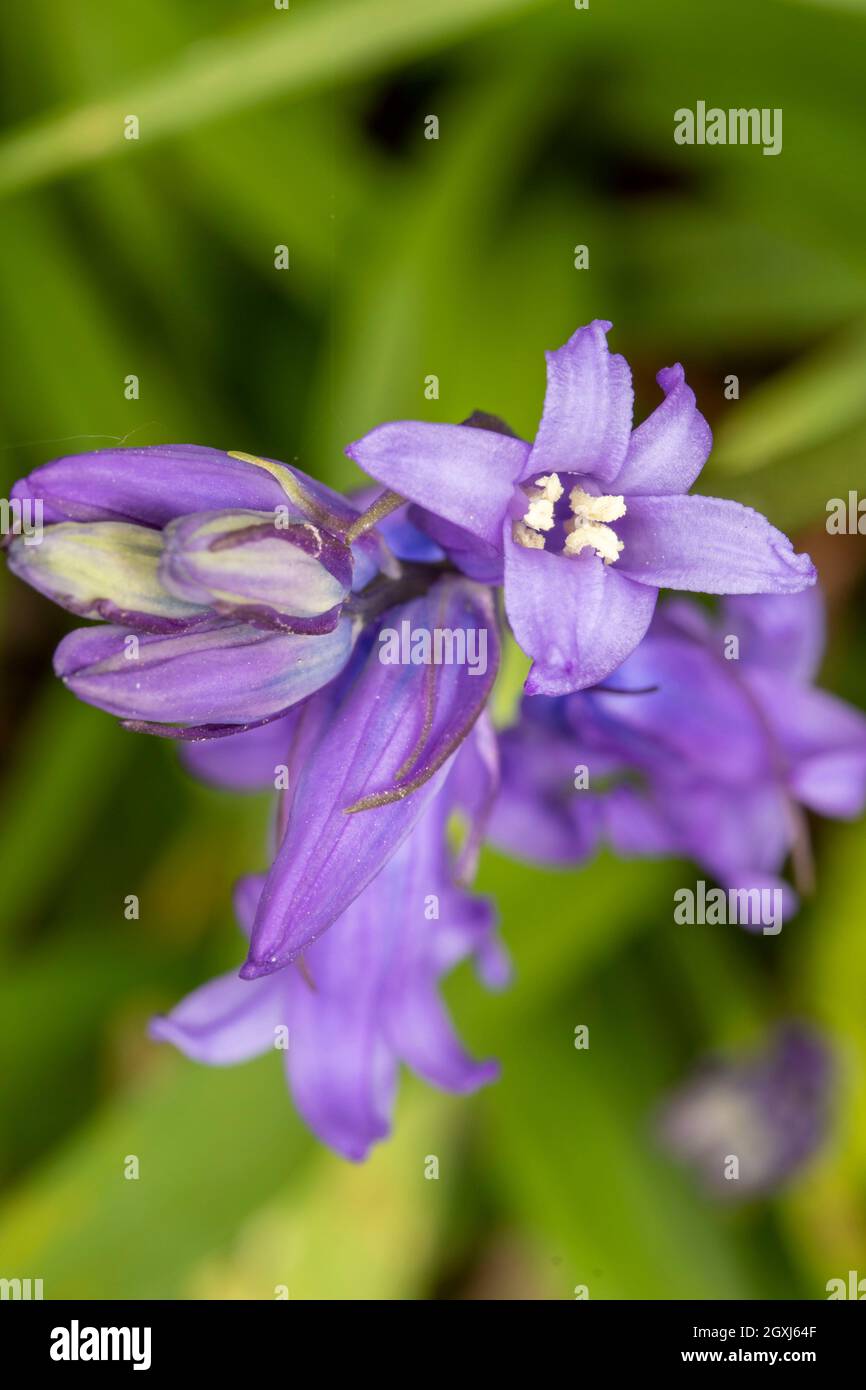 Very close up Bluebell flower showing make up and structure Stock Photo ...
