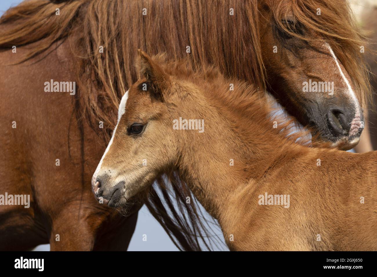 Wild welsh ponies pony Carneddau Snowdonia Wales Europe Stock Photo - Alamy