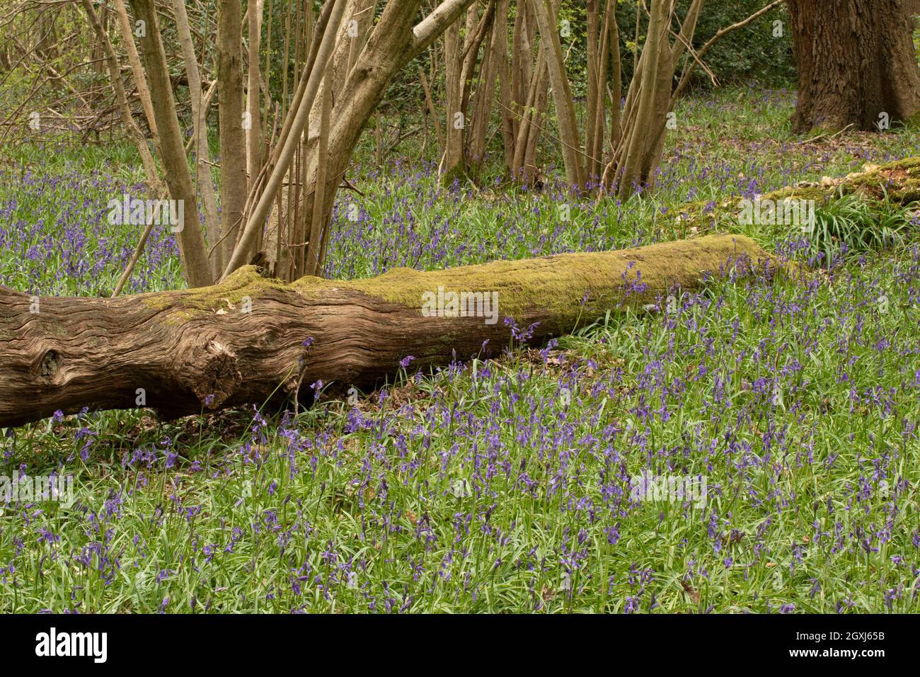 Mental wellbeing, spring awakening in a tranquil bluebell wood Stock ...