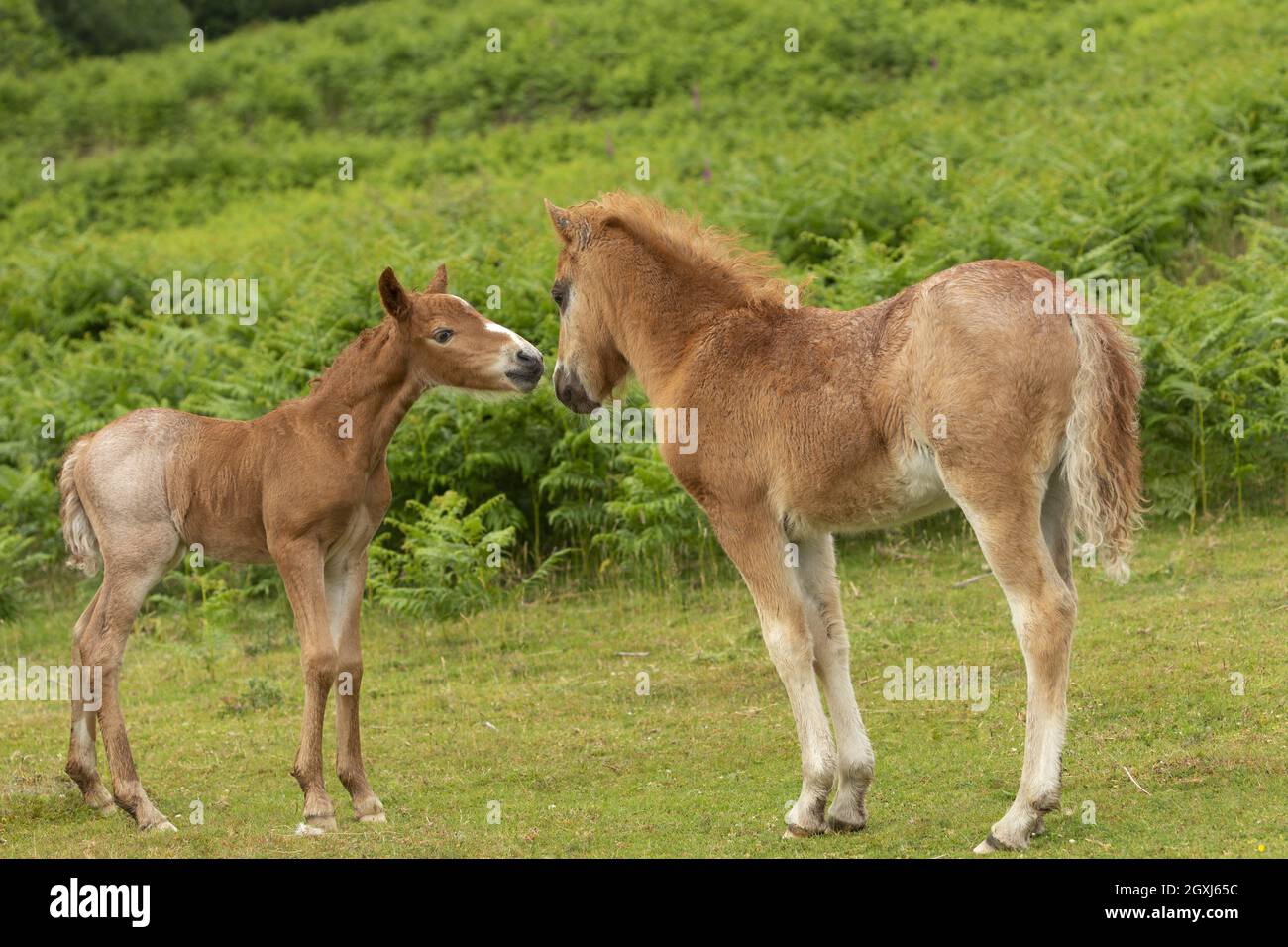 Wild welsh ponies pony Carneddau Snowdonia Wales Europe Stock Photo - Alamy