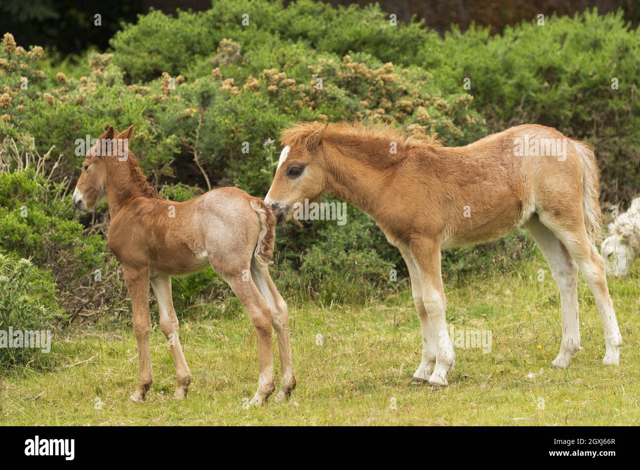 Wild welsh ponies pony Carneddau Snowdonia Wales Europe Stock Photo - Alamy