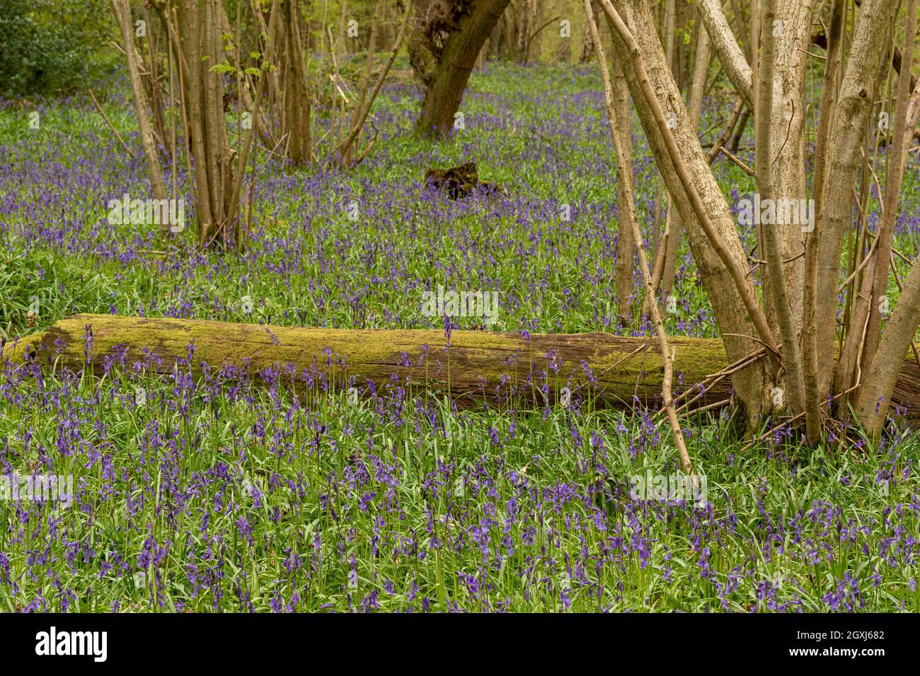 Mental wellbeing, spring awakening in a tranquil bluebell wood Stock ...