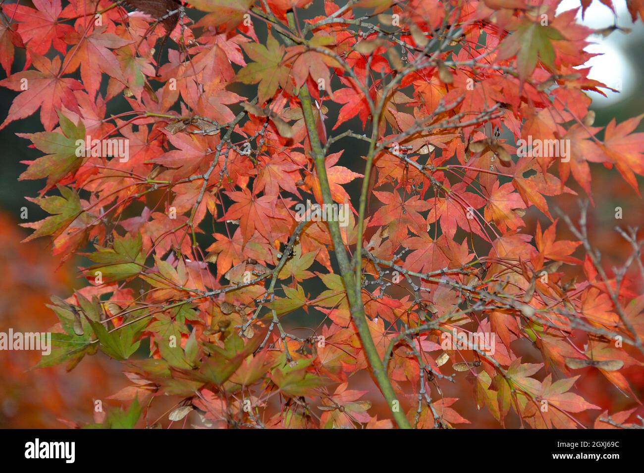 Foliage colors in the fall at the Shosenkyo Gorge, Yamanashi, Japan ...