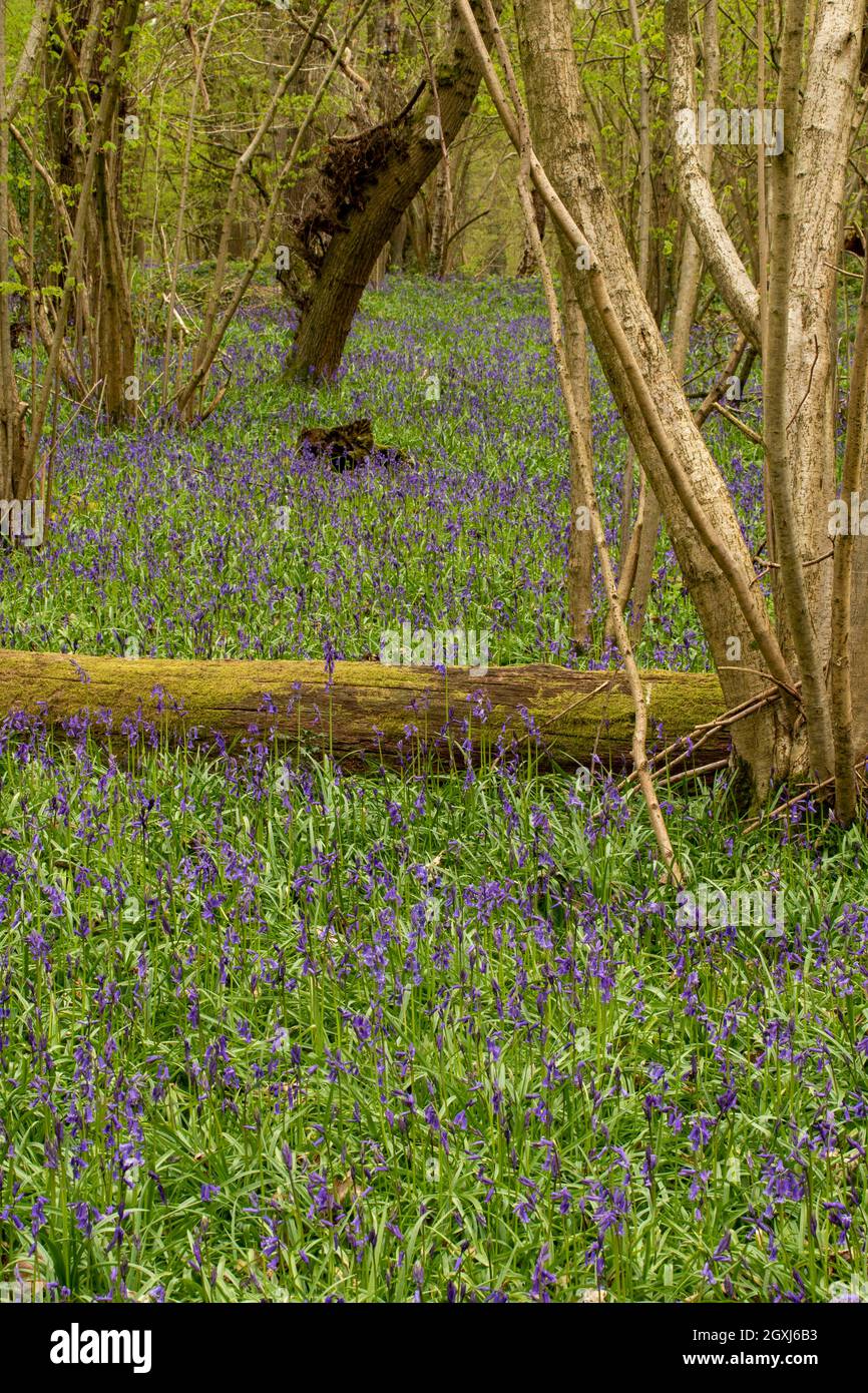 Mental wellbeing, spring awakening in a tranquil bluebell wood Stock ...