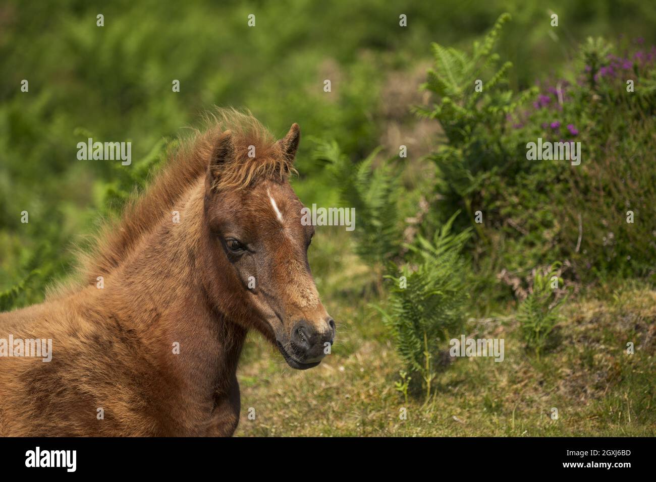 Wild welsh ponies pony Carneddau Snowdonia Wales Europe Stock Photo - Alamy