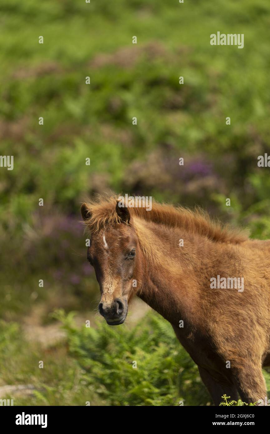 Wild welsh ponies pony Carneddau Snowdonia Wales Europe Stock Photo - Alamy