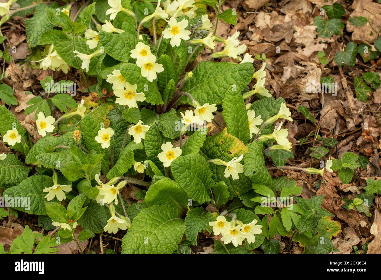 Spring flowering yellow Primula (Primrose) flowering wild in a natural ...