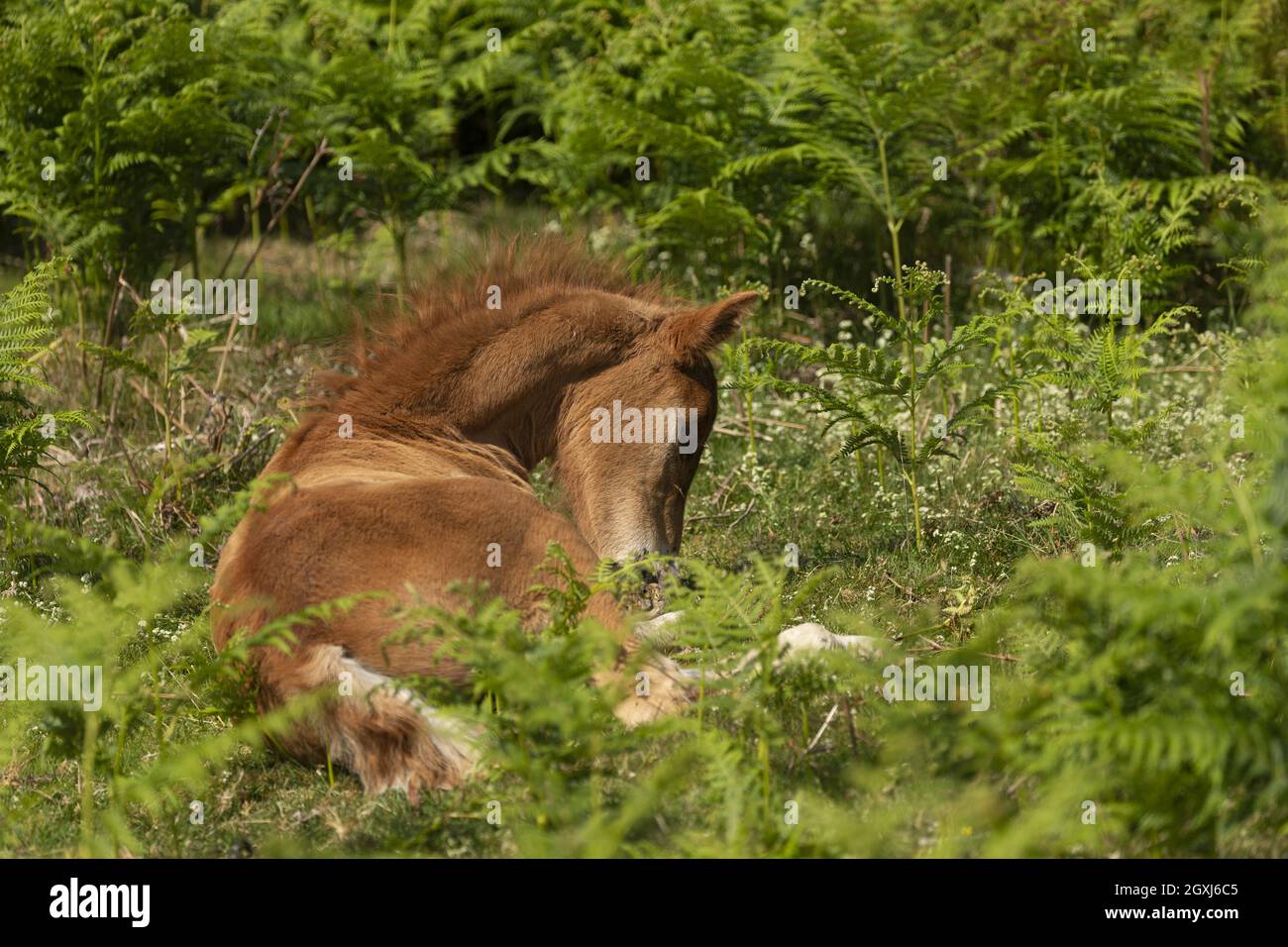 Wild welsh ponies pony Carneddau Snowdonia Wales Europe Stock Photo - Alamy
