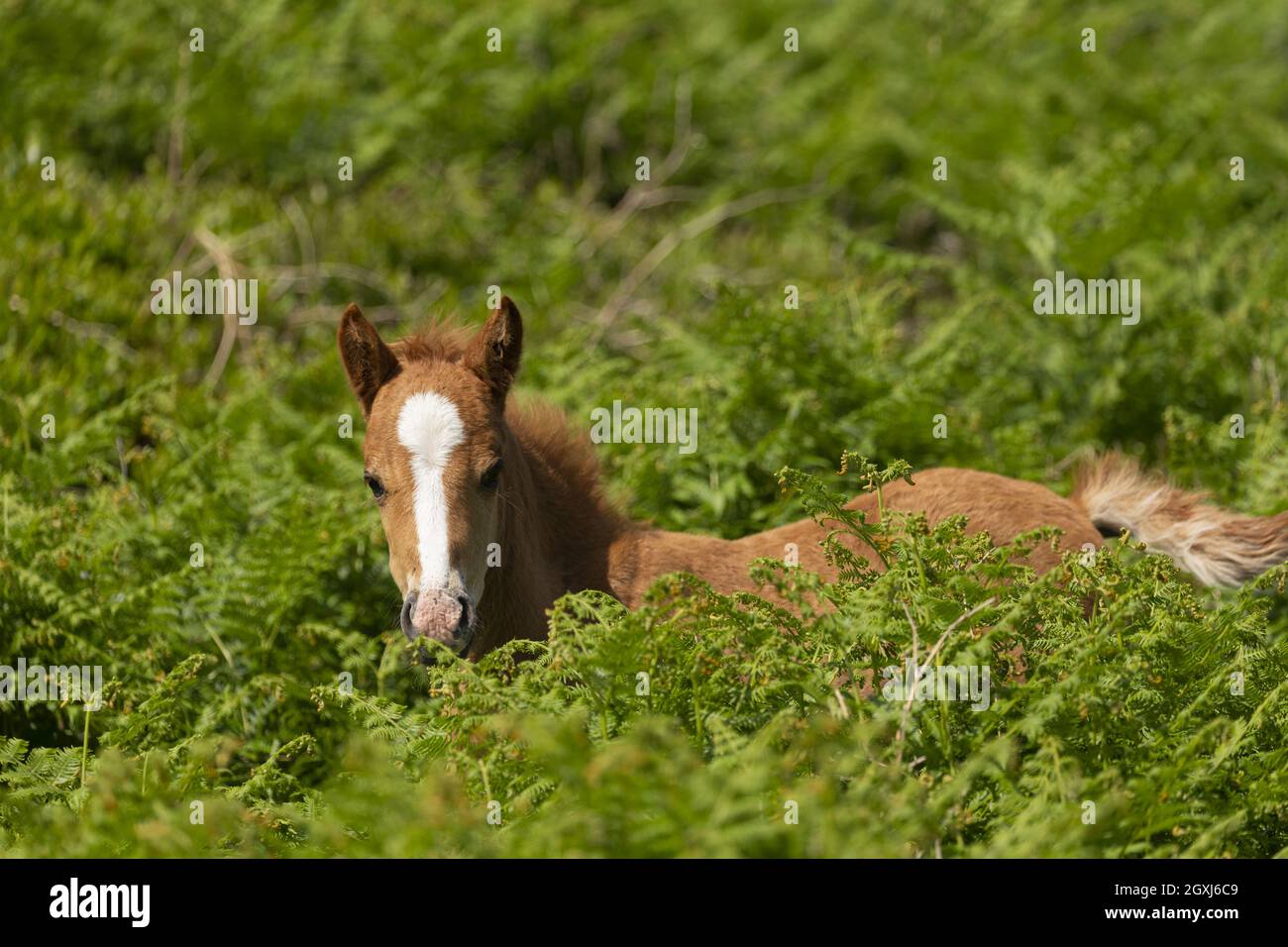 Wild welsh ponies pony Carneddau Snowdonia Wales Europe Stock Photo - Alamy
