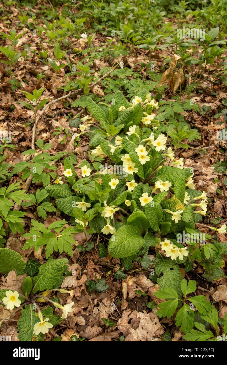 Spring flowering yellow Primula (Primrose) flowering wild in a natural ...