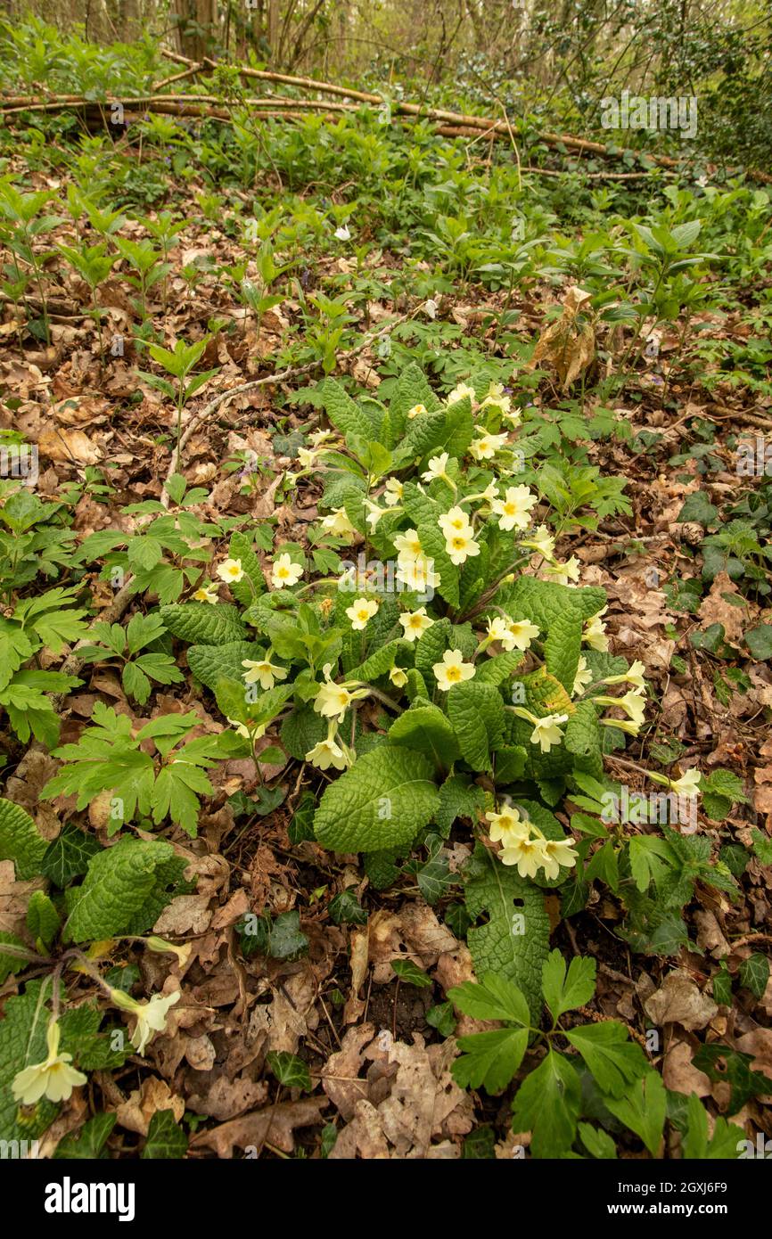 Spring flowering yellow Primula (Primrose) flowering wild in a natural ...