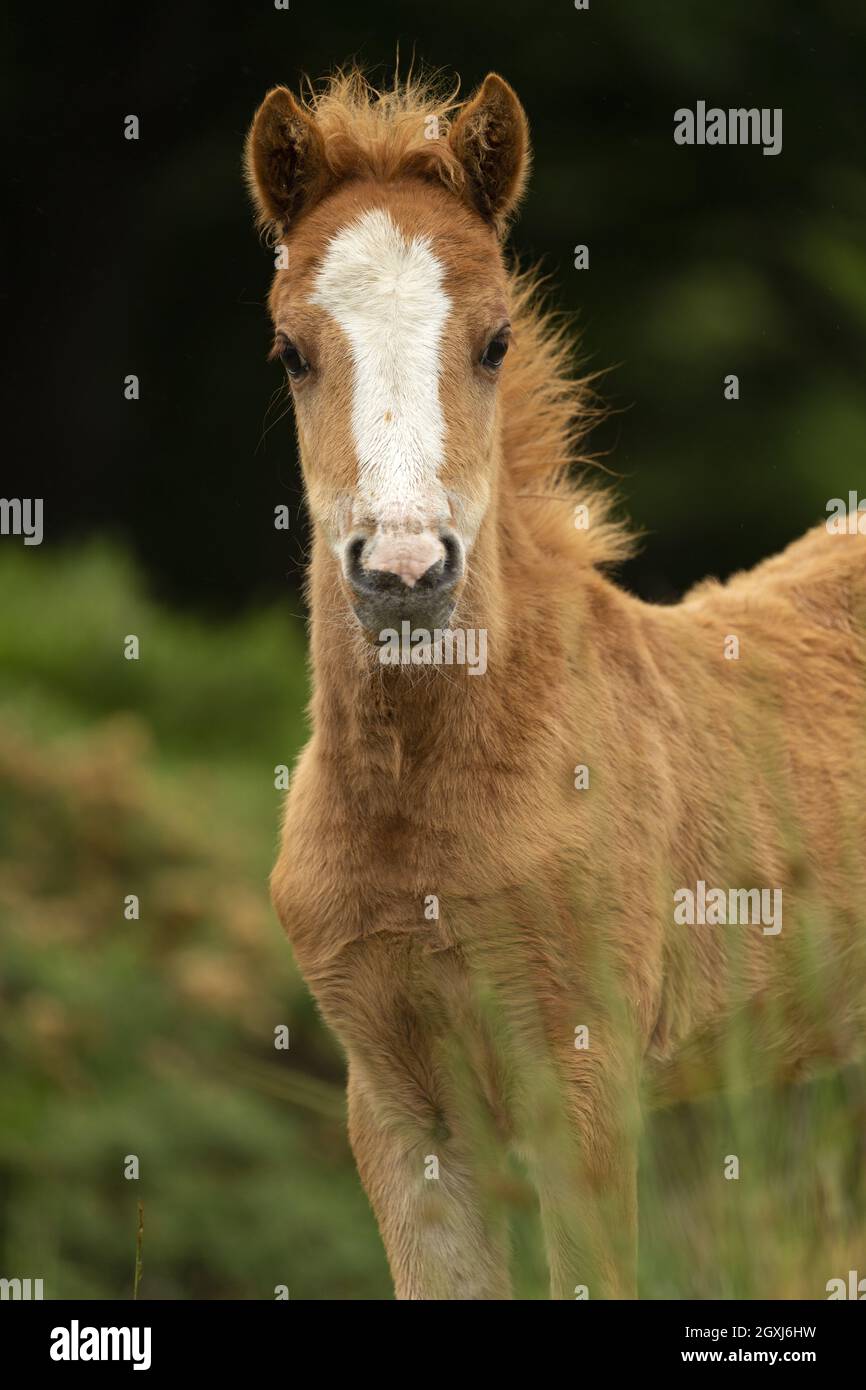 Wild welsh ponies pony Carneddau Snowdonia Wales Europe Stock Photo - Alamy
