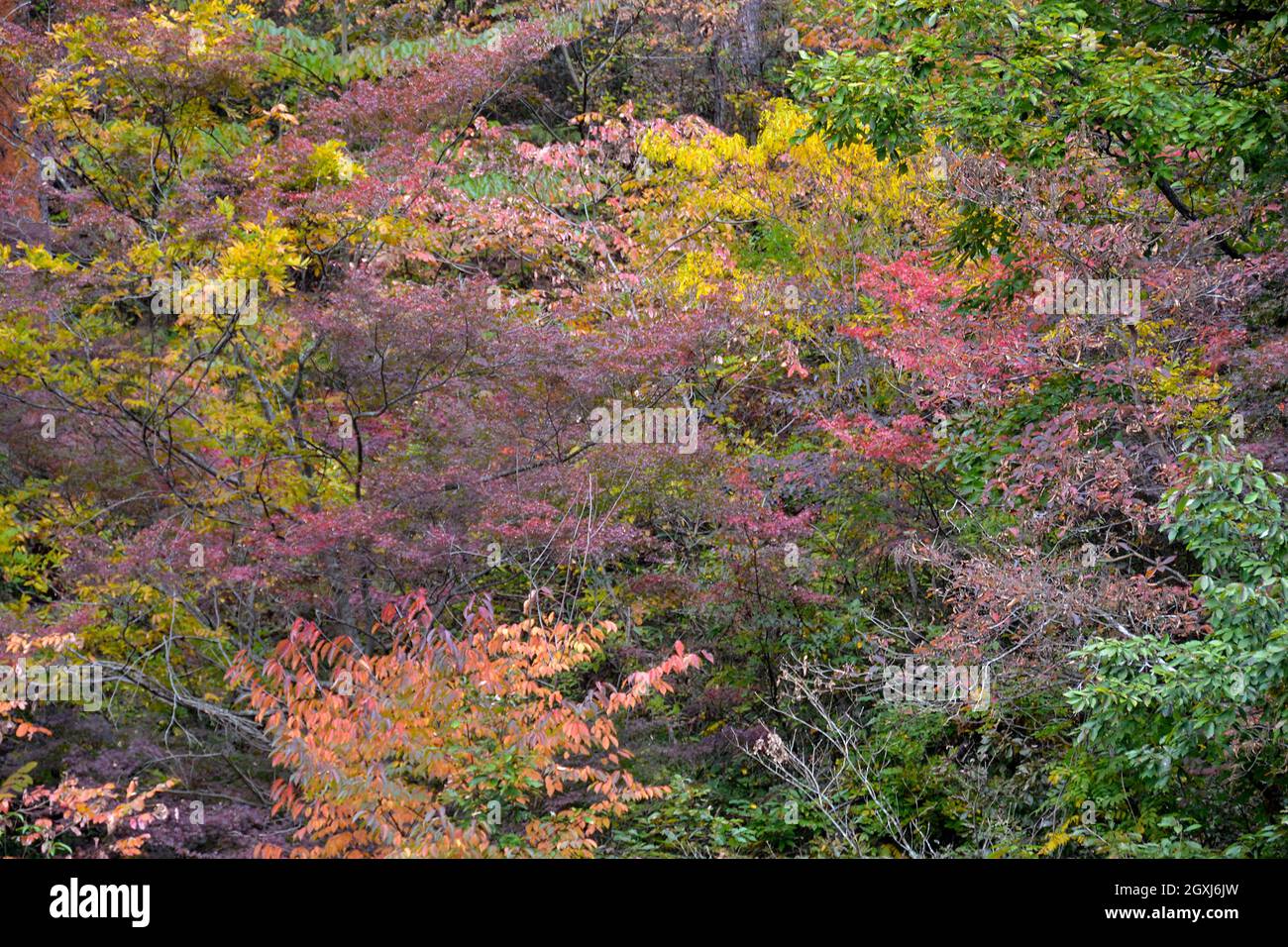 Foliage colors in the fall at the Shosenkyo Gorge, Yamanashi, Japan ...