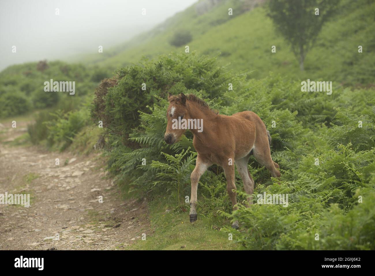 Wild welsh ponies pony Carneddau Snowdonia Wales Europe Stock Photo - Alamy
