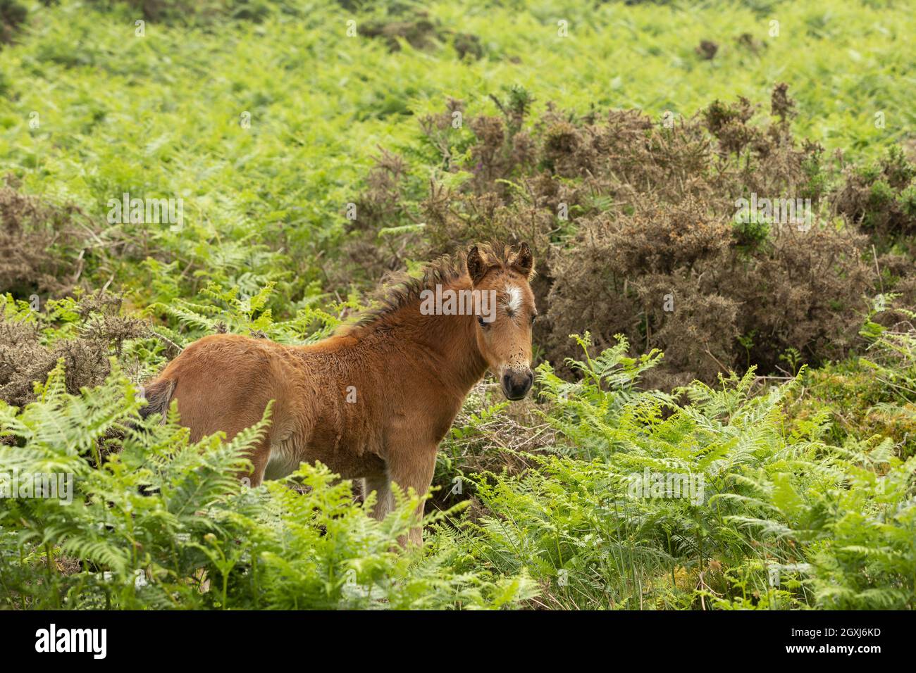 Wild welsh ponies pony Carneddau Snowdonia Wales Europe Stock Photo - Alamy