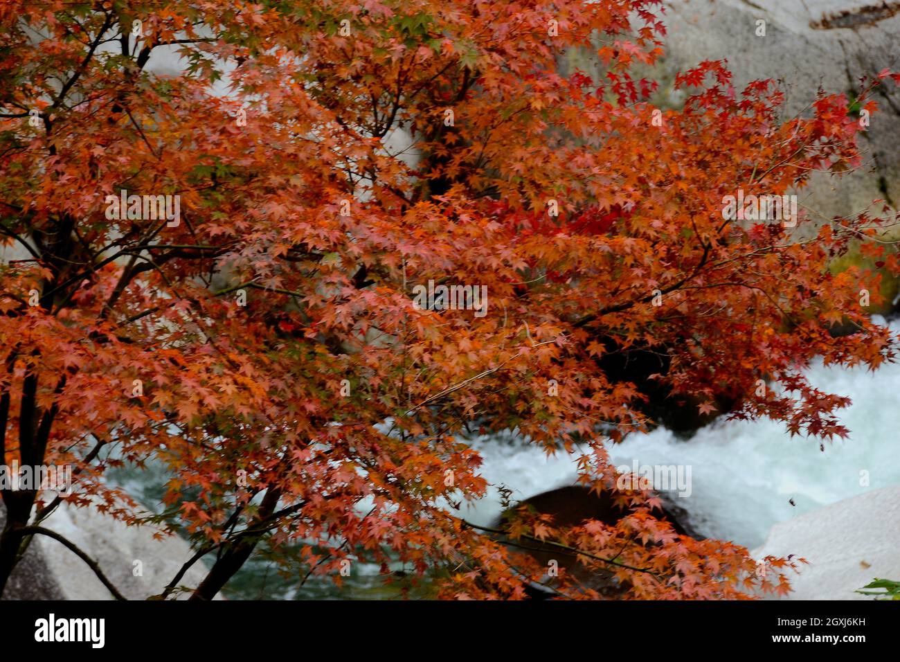 Foliage colors in the fall at the Shosenkyo Gorge, Yamanashi, Japan ...