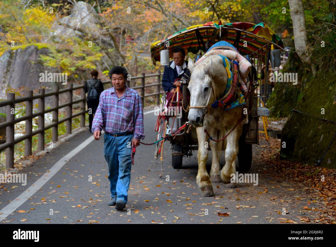 A horse-drawn two-wheeled chariot carries visitors at the Shosenkyo ...