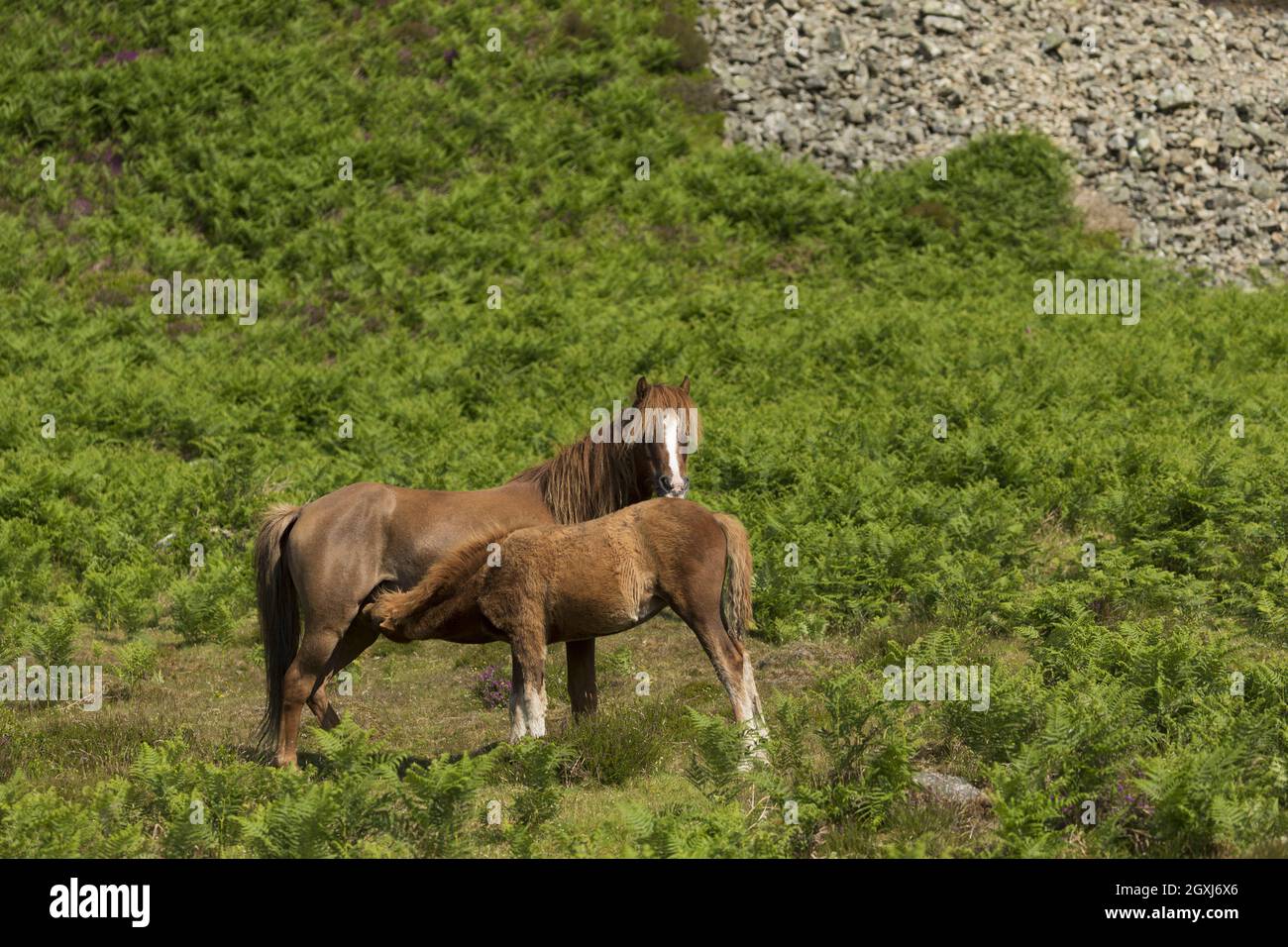 Wild welsh ponies pony Carneddau Snowdonia Wales Europe Stock Photo - Alamy